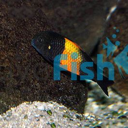 Tropheus Black - Bemba Red 3.5cm "Delivered to your door in Australia''