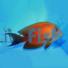 Two Spot Bristletooth Tang SML "Delivered to your door in Australia''