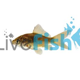 Uncoloured/Budget Goldfish 5cm "Delivered to your door in Australia''