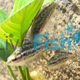 Pygmy Perch Western 3cm "Delivered to your door in Australia''