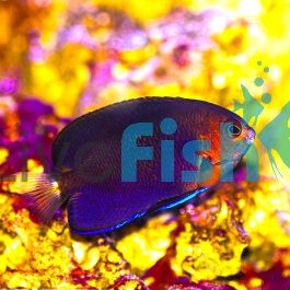 Angelfish Whitetail Centropyge flavicauda Delivered to your door in ...