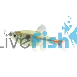 Yellow Phantom Tetra Megalamphodus roseus Delivered to your door