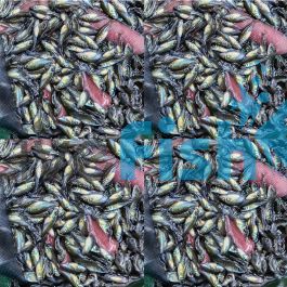 10,000 x Silver - Perch 4cm "Delivered to your door in Australia''