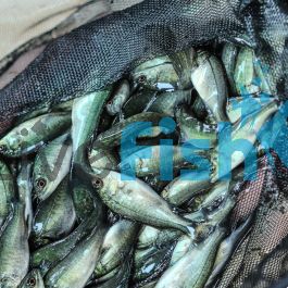 1,200 x Jade Perch 3cm "Delivered to your door in Australia''