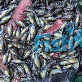 1,200 x Silver - Perch 4cm "Delivered to your door in Australia''