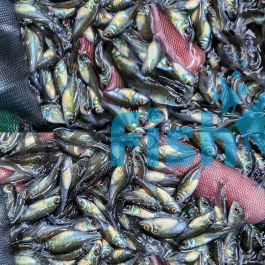 2,000 x Silver - Perch 4cm "Delivered to your door in Australia''