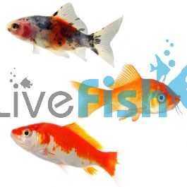 15x Assorted Comets 7-9cm "Delivered to your door in Australia''