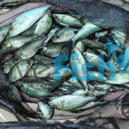 2,000 x Jade - Perch 4cm "Delivered to your door in Australia''