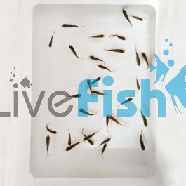 30 x Feeder Goldfish (4-5cm) "Delivered to your door in Australia''