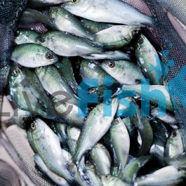 400 x Jade - Perch 4cm "Delivered to your door in Australia''