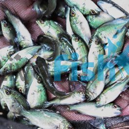 50 x Jade Perch 3cm "Delivered to your door in Australia''