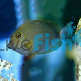 Tang Ring Tail "Delivered to your door in Australia''