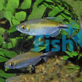 African Longfin Tetra - Wild Caught 4cm "Delivered to your door in ...
