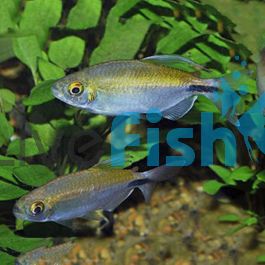 African Longfin Tetra 5cm Brycinus longipinnis delivered to your door