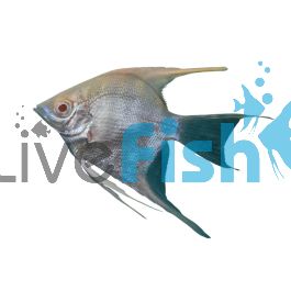 Albino Red Eye Angelfish 4.5cm "Delivered to your door in Australia''