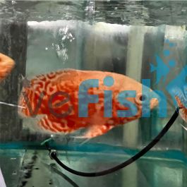 Albino Red Tiger Nemo Oscar 7cm "Delivered to your door in Australia''