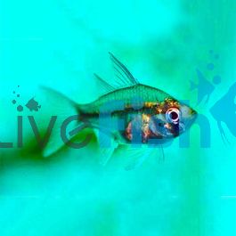 Glass Fish Chanda ranga 4cm