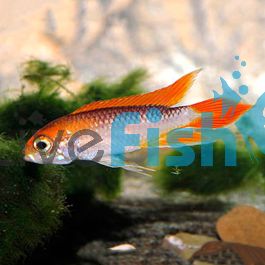 Apistogramma Fire Red Agassizii 3cm (New Arrival) "Delivered to your ...