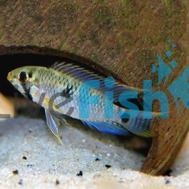 Apistogramma hoignei Delivered to your door in Australia
