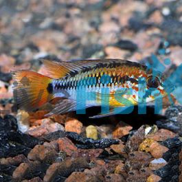 Apistogramma Viejita Red Neck Pair 3cm "Delivered to your door in ...