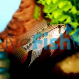 Apistogramma Viejita Red Neck 3cm "Delivered to your door in Australia''