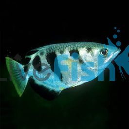 Banded Archer Fish 8cm "Delivered to your door in Australia''