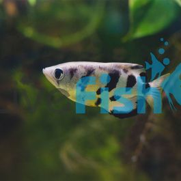 Archer Fish - Brackish 5cm "Delivered to your door in Australia''