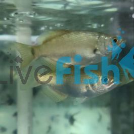 Archer Fish Primitive 7cm "Delivered to your door in Australia''