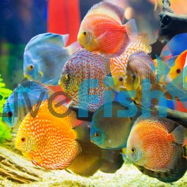 Assorted Discus (Imported) 7cm "Delivered to your door in Australia''