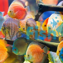 Assorted Discus (Imported) 9cm "Delivered to your door in Australia''