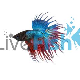 Assorted Crowntail Male Fighter 3.5cm "Delivered to your door in ...