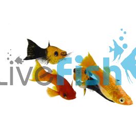 Assorted Mini Molly 4.5cm "Delivered to your door in Australia''