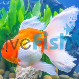 Assorted Oranda Select 7cm "Delivered to your door in Australia''
