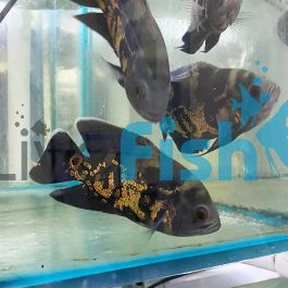 Assorted Oscar 20cm "Delivered to your door in Australia''