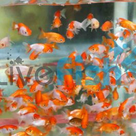 Assorted Ranchu 5cm "Delivered to your door in Australia''
