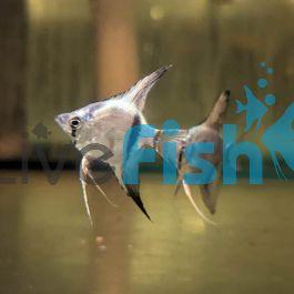 Avatar Emerald Turkish Angelfish 3.5cm "Delivered to your door in ...