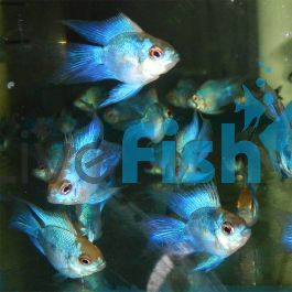 Balloon Electric Blue Ram 3cm "Delivered to your door in Australia''