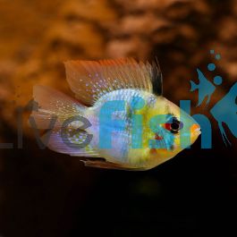 Balloon Gold Head Electric Blue Ram 3.5cm "Delivered to your door in ...