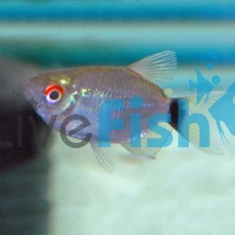 Balloon Red Eye Tetra Delivered to your door in Australia
