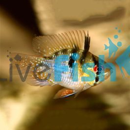 Balloon Blue Ram 3.5cm "Delivered to your door in Australia''