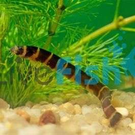 Banded - Kuhli Loach 5cm 5cm "Delivered to your door in Australia''