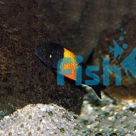 Tropheus Bemba Red (T.Sp.Black) 4cm "Delivered to your door in Australia''