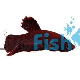 Male Betta Shortfin Red 5cm "Delivered to your door in Australia''