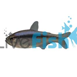 Black Stripe Tetra 3.5cm "Delivered to your door in Australia''