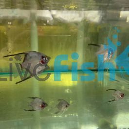 Blushing Bulgarian Angel Fish Pterophyllum scalare delivered to your ...