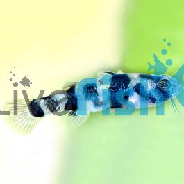Burmese Spotted Bumble Bee Goby 2cm