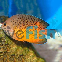 Angelfish - Rusty Med "Delivered to your door in Australia''