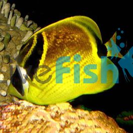 Raccoon Butterflyfish MED "Delivered to your door in Australia''