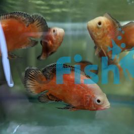 Chilli Red Oscar 7cm "Delivered to your door in Australia''