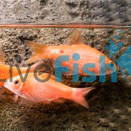Male Chili Red Rosy Barb 4cm "Delivered to your door in Australia''